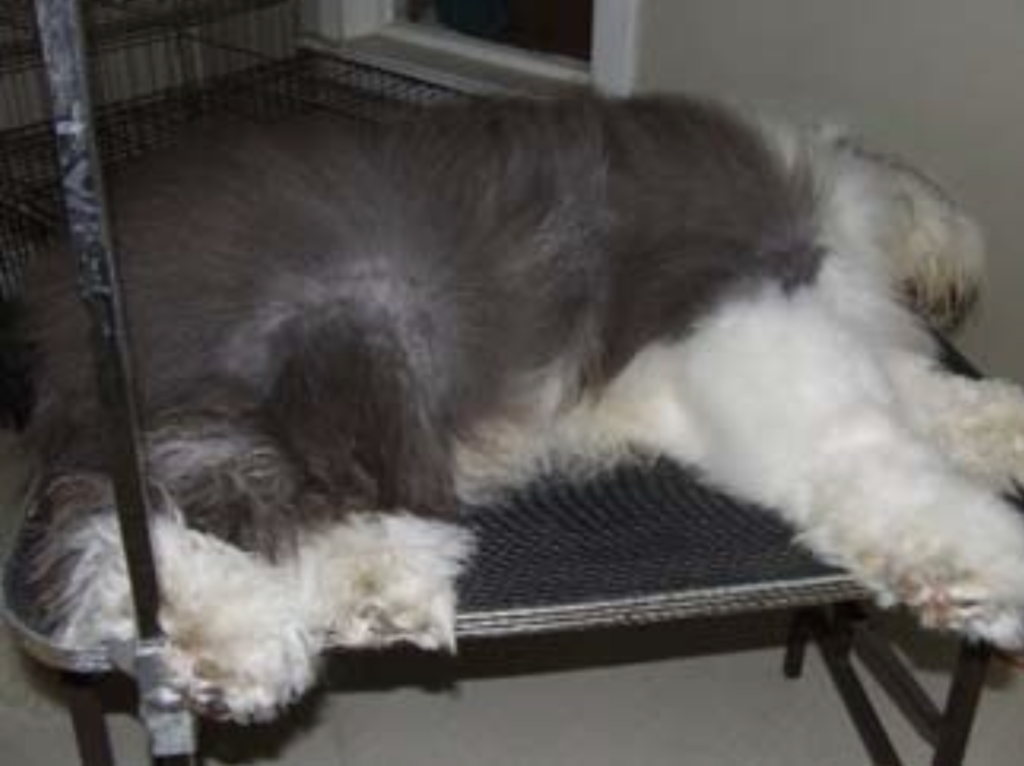 How To Groom An Old English Sheepdog | OESCGS