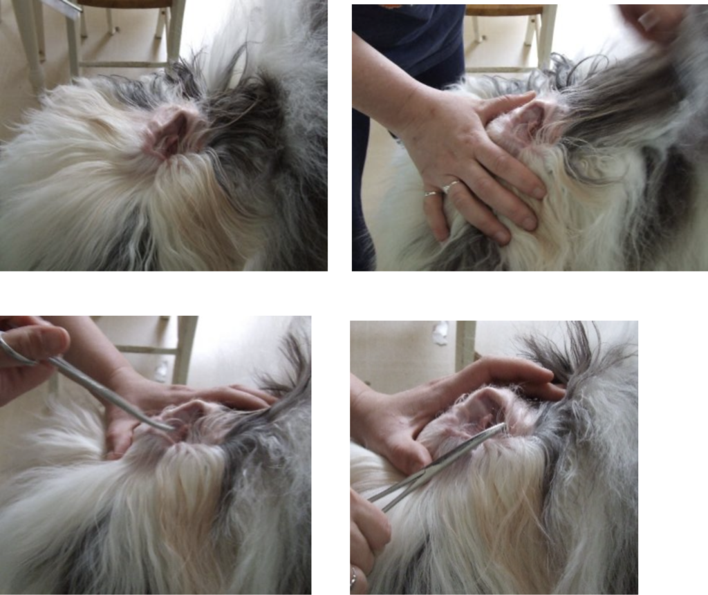 How To Groom An Old English Sheepdog | OESCGS