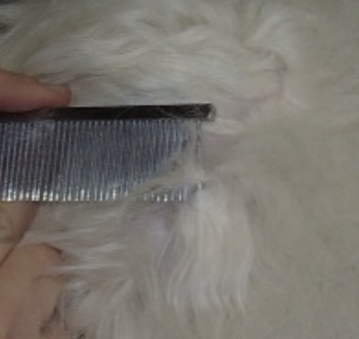 How To Groom An Old English Sheepdog | OESCGS