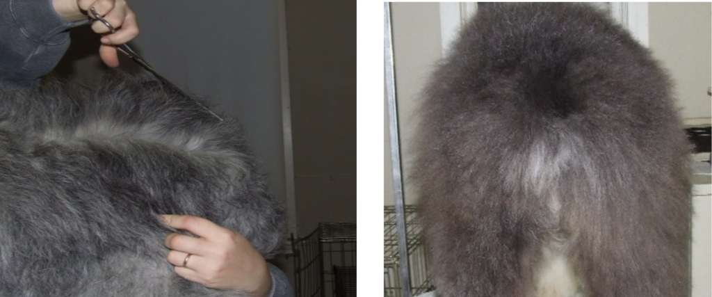 How To Groom An Old English Sheepdog | OESCGS