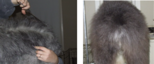 How To Groom An Old English Sheepdog | OESCGS
