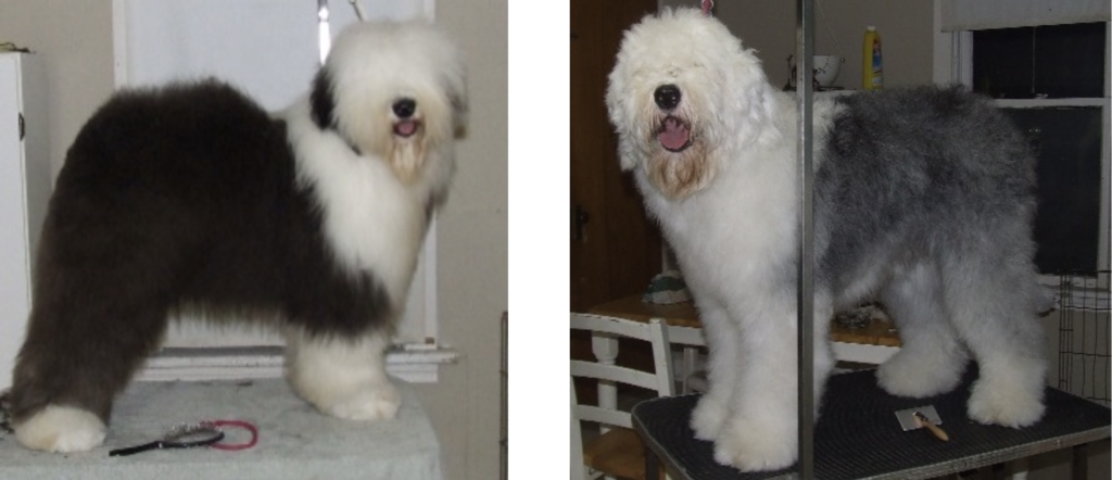 How To Groom An Old English Sheepdog | OESCGS