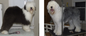 How To Groom An Old English Sheepdog | OESCGS