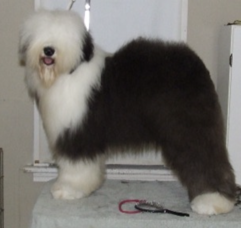 How To Groom An Old English Sheepdog | OESCGS